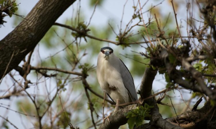 Welcome Back, Black-crowned Night Herons! | Lincoln Park Zoo